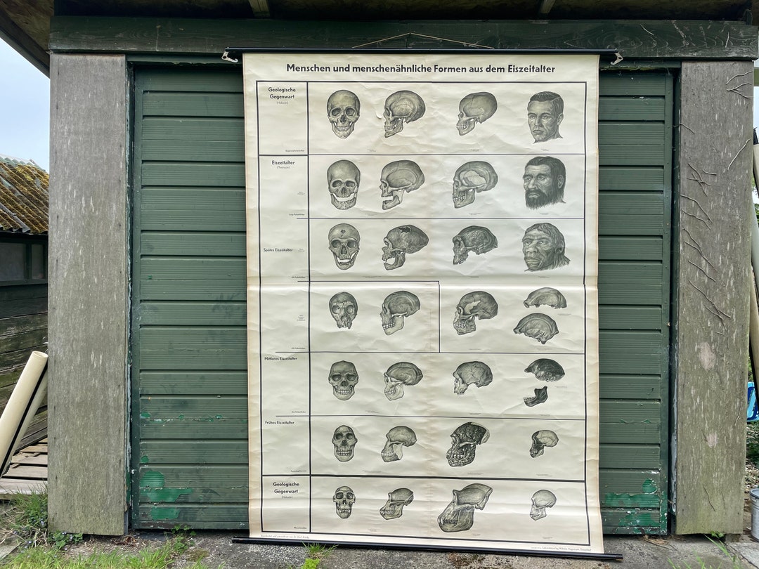 Vintage ANTHROPOLOGY EVOLUTION School Chart SKULLS Early Man ...