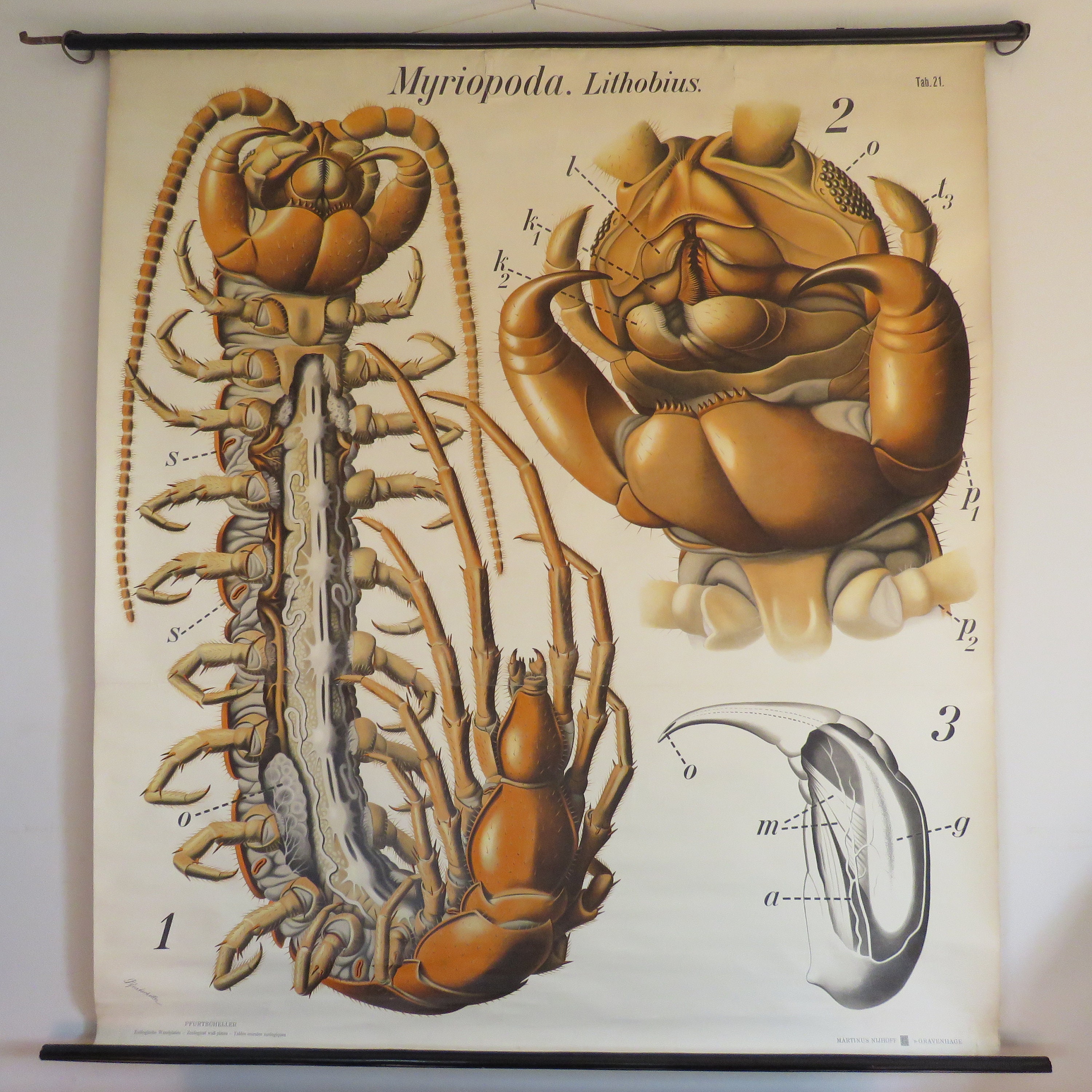 Rare CENTIPEDE School Chart by PAUL PFURTSCHELLER Roll Down Linen ...