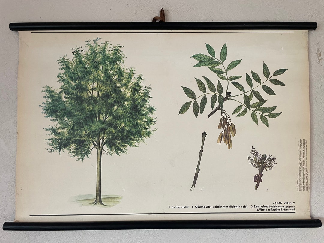 Vintage ASH TREE Botanical School Chart Botany Roll Down Linen Poster ...