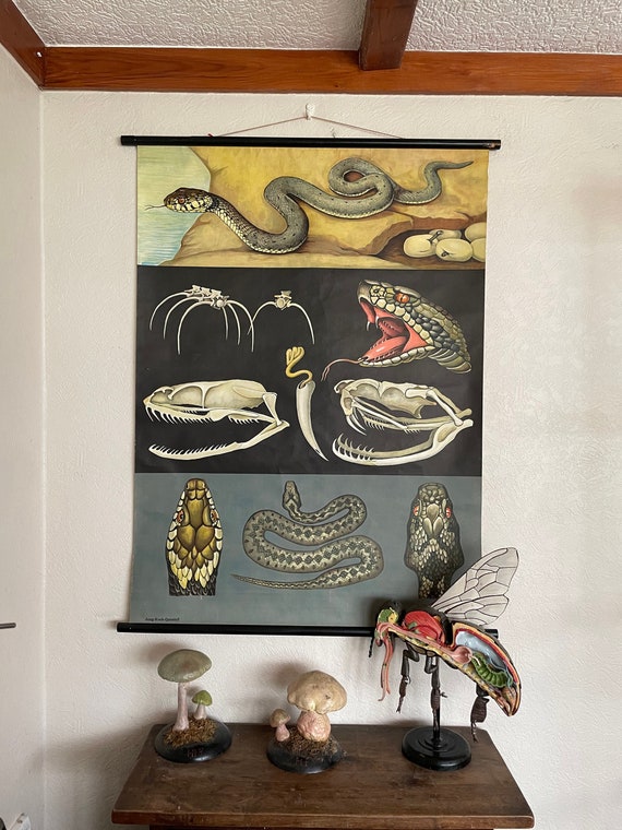 Vintage GRASS SNAKE & VIPER School Chart Jung Koch Quentell - Etsy