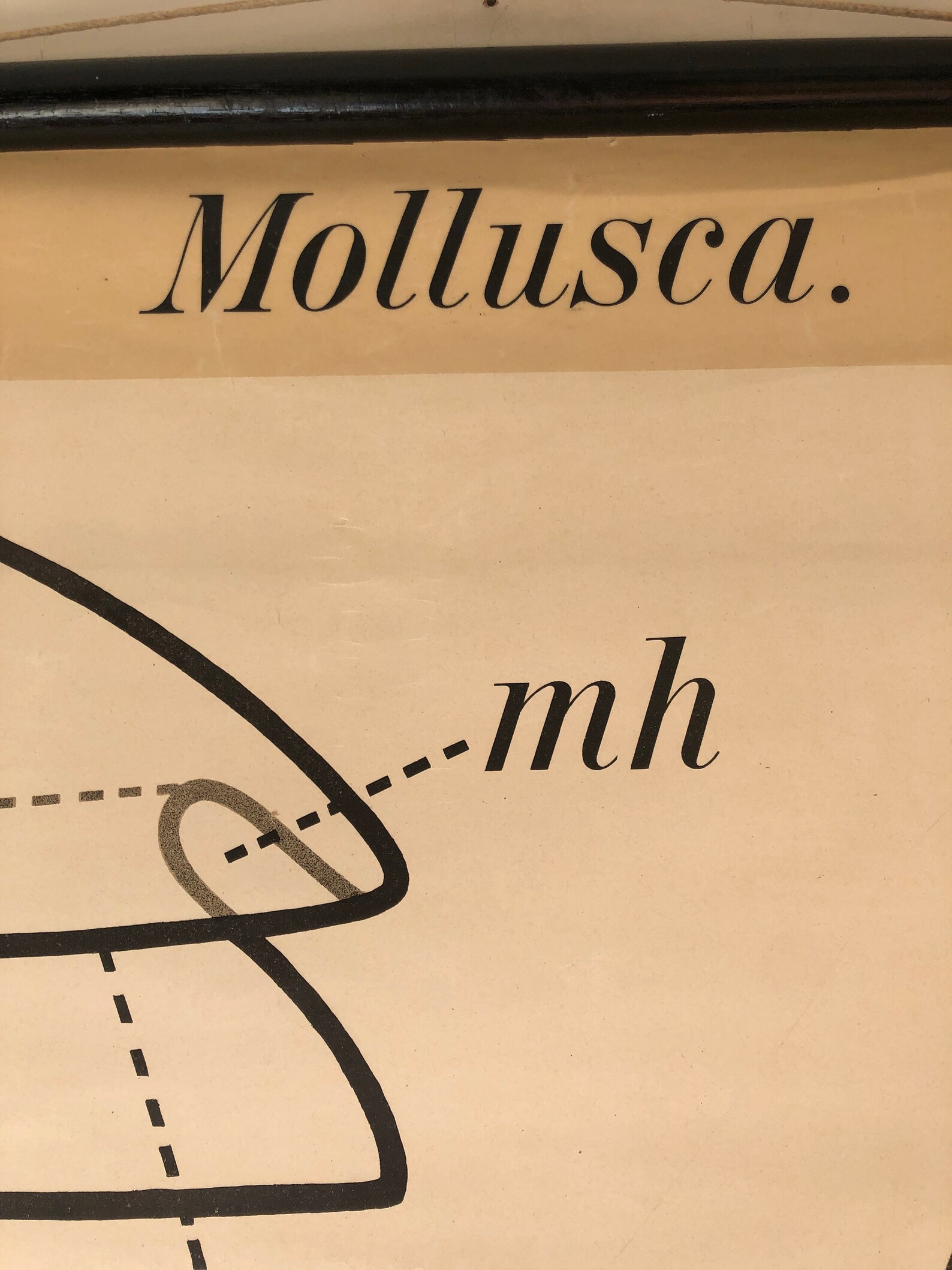 Rare Vintage MOLLUSCS School Wall Chart Lithograph PAUL PFURTSCHELLER ...