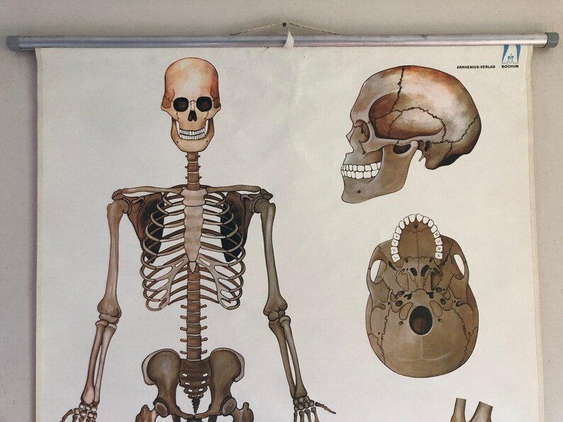 Vintage SKELETON & SKULL School Chart 1970's Roll Down Educational ...