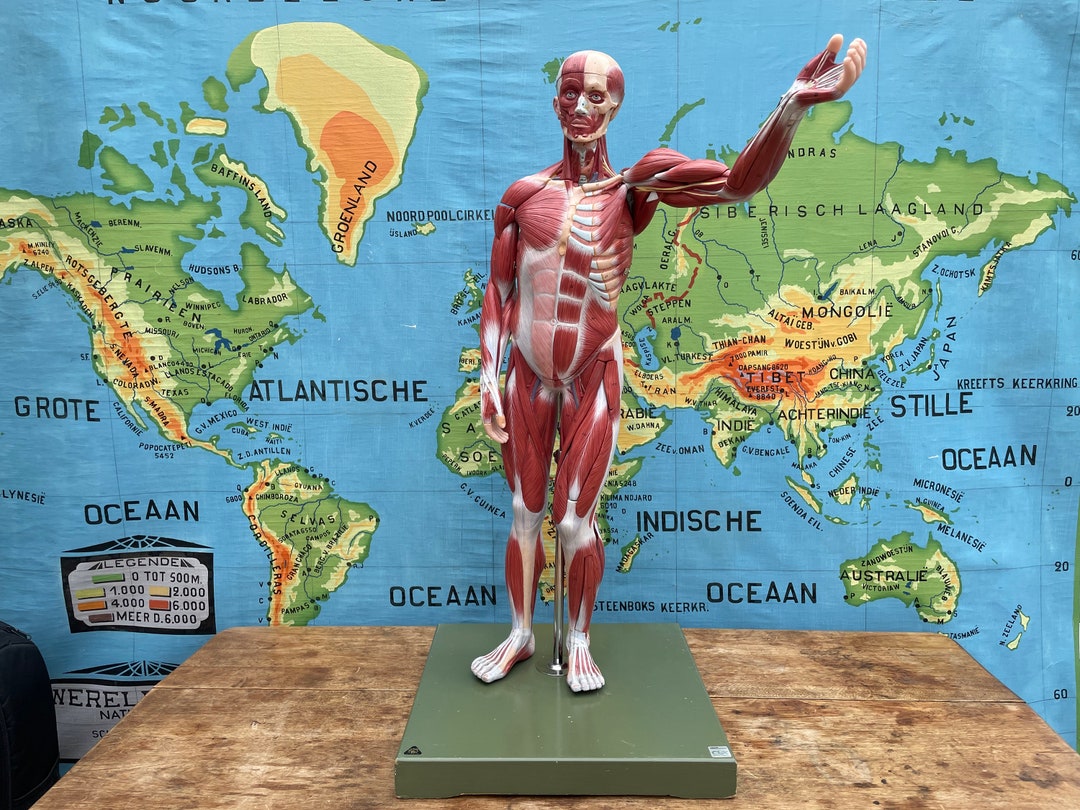 Vintage SOMSO MALE MUSCLE Figure Educational Model Anatomy Model ...