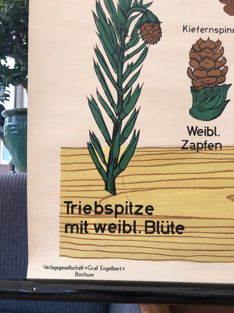 Vintage PINE TREE Roll Down School Chart BOTANICAL Educational | Etsy