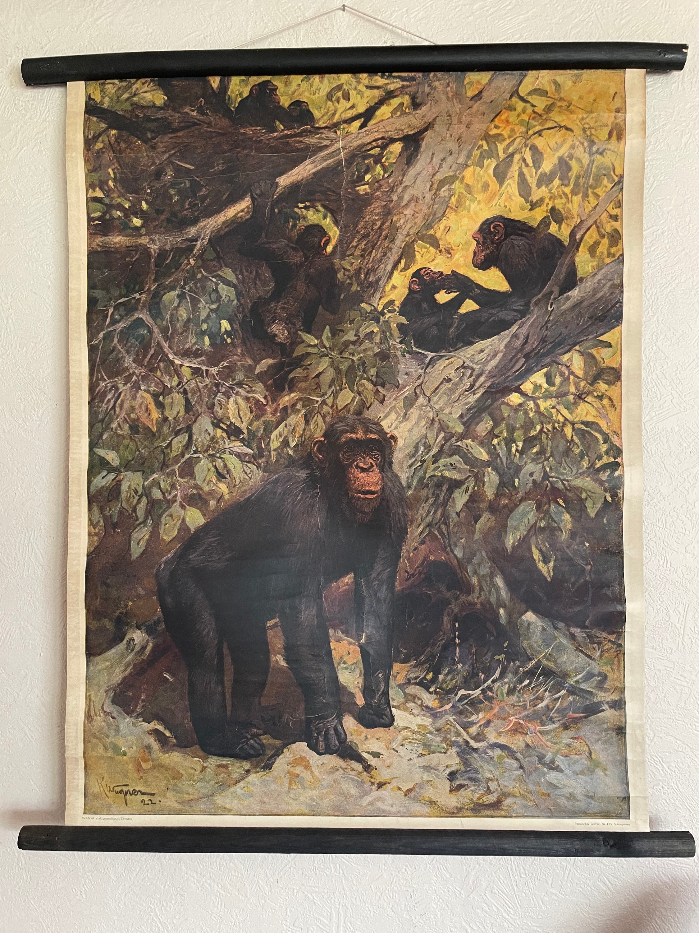 Vintage CHIMPANZEE School Chart Roll Down Poster Educational Wall Chart ...