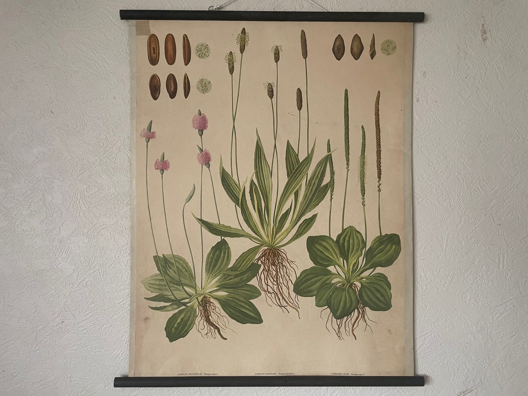 Vintage BOTANICAL Wall Chart of PLANTAIN 1953 Card Wild Flowers School ...