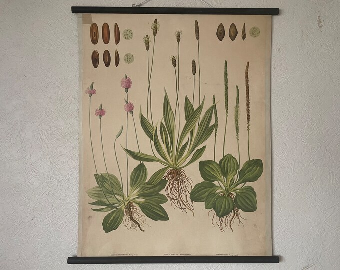 Vintage BOTANICAL Wall Chart of PLANTAIN 1953 Card Wild Flowers School ...