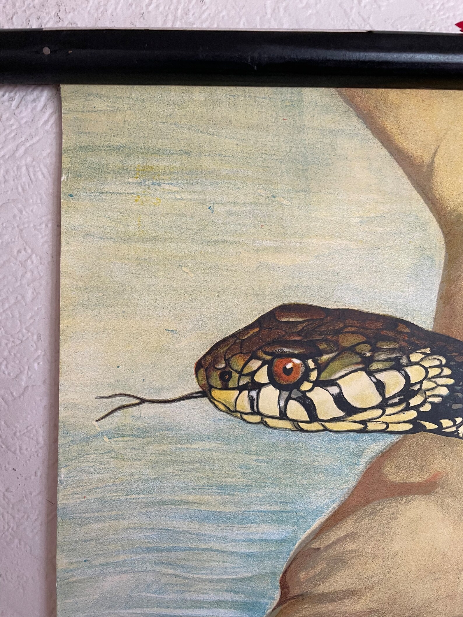 Vintage GRASS SNAKE & VIPER School Chart Jung Koch Quentell - Etsy