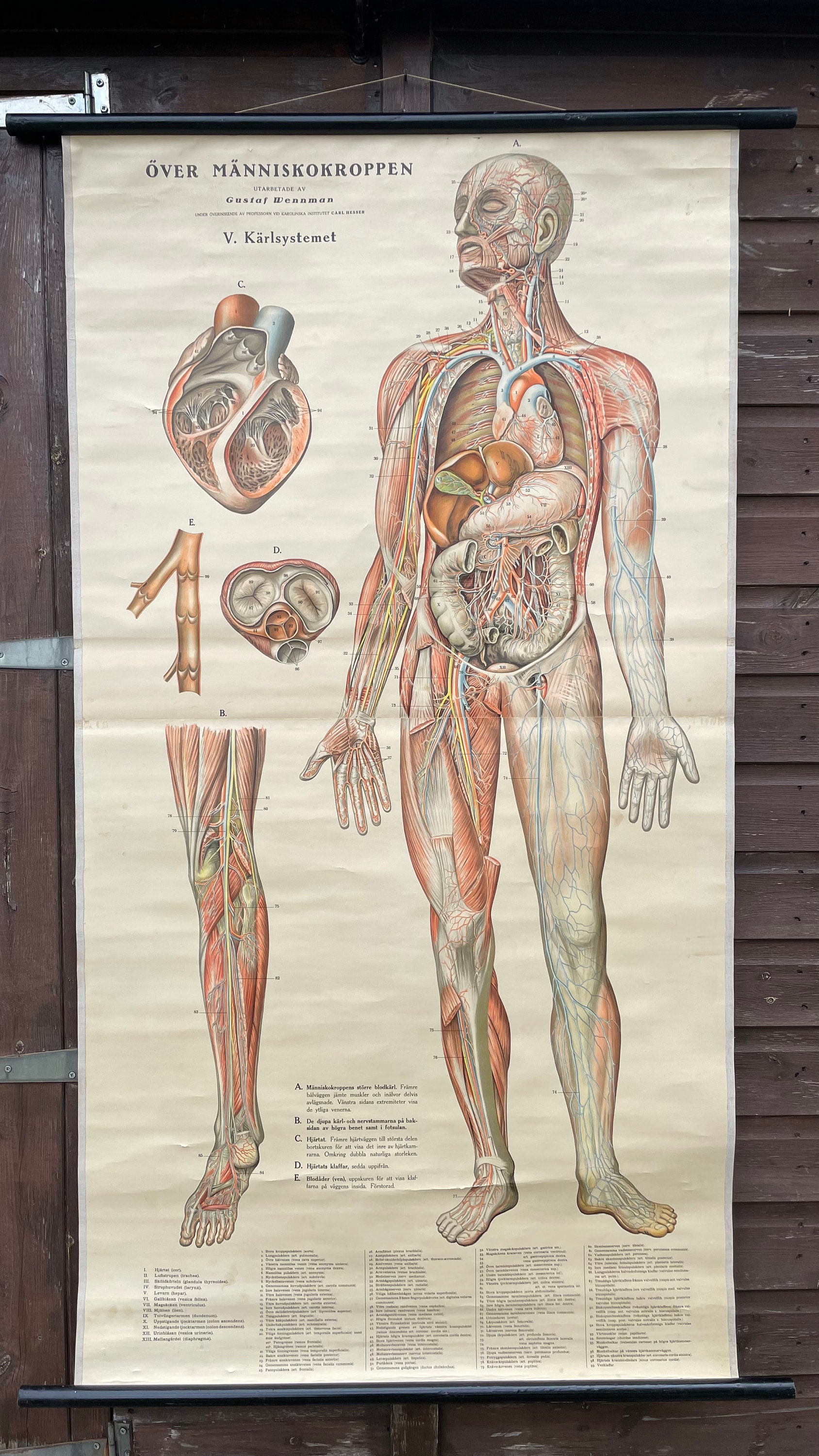 Vintage Full Body CIRCULATION Educational MEDICAL School Chart Anatomy ...