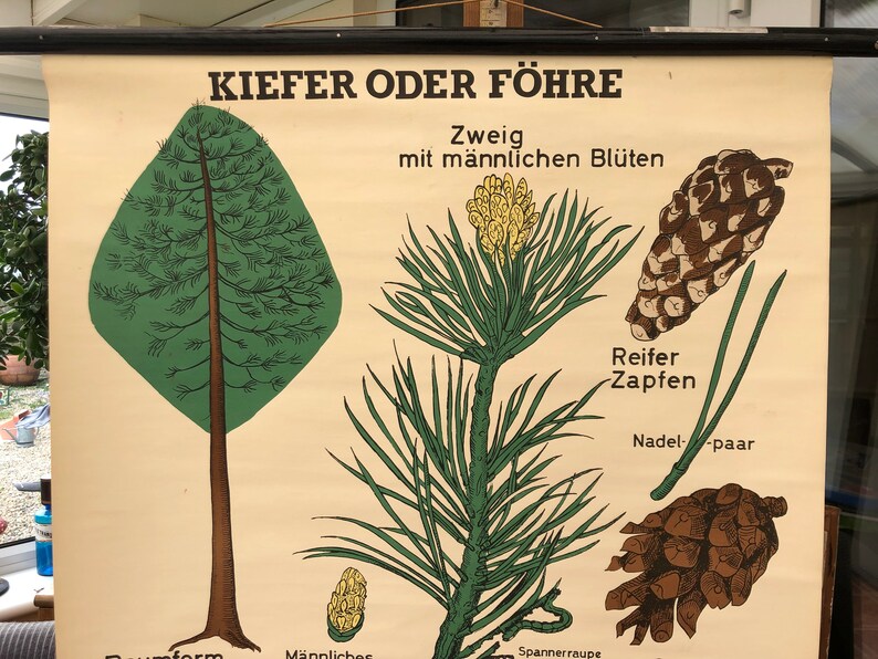 Vintage PINE TREE Roll Down School Chart BOTANICAL Educational | Etsy