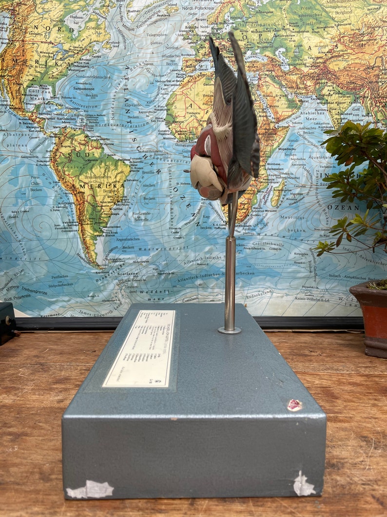 Rare Vintage SOMSO CARP FISH Anatomical Educational Model 1950's ...