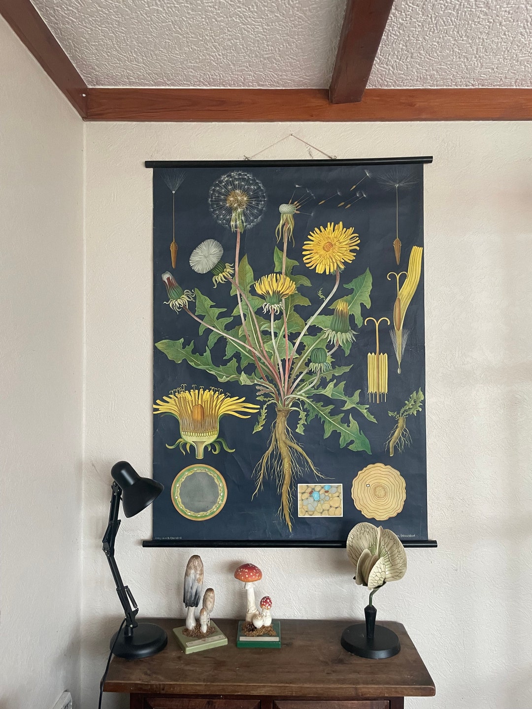 Vintage DANDELION School Chart Jung Koch Quentell Botanical Poster ...