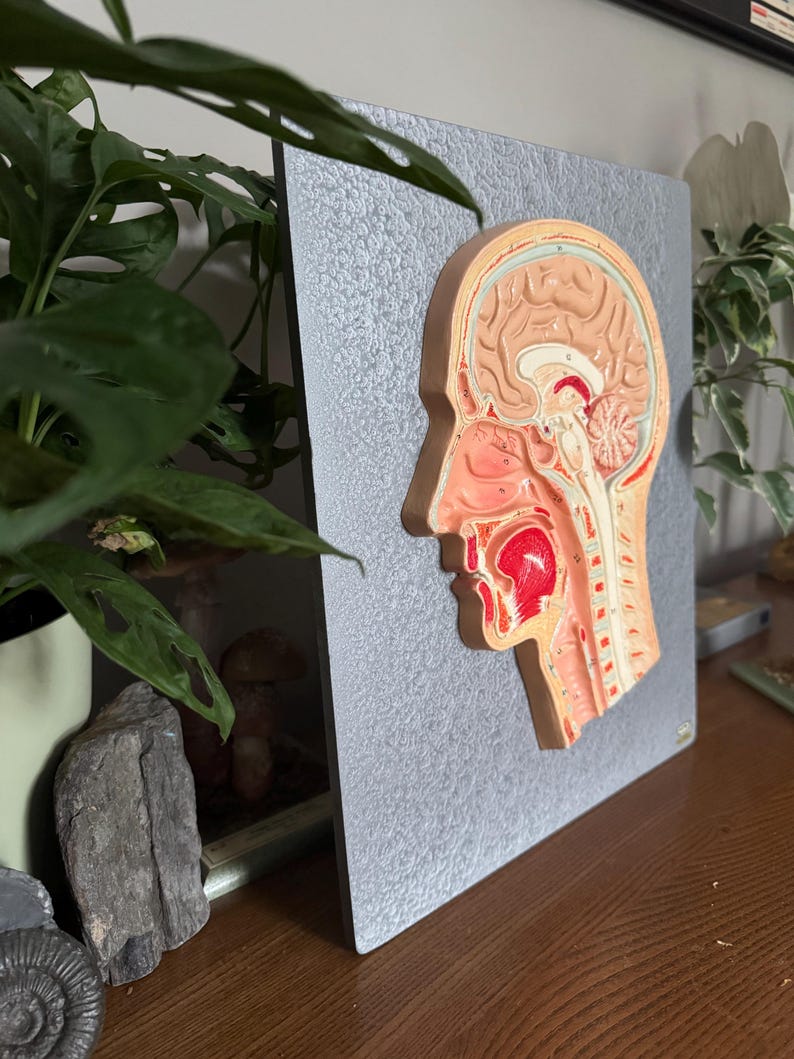 Vintage SOMSO HUMAN HEAD Median Section Educational Model Anatomy Model ...