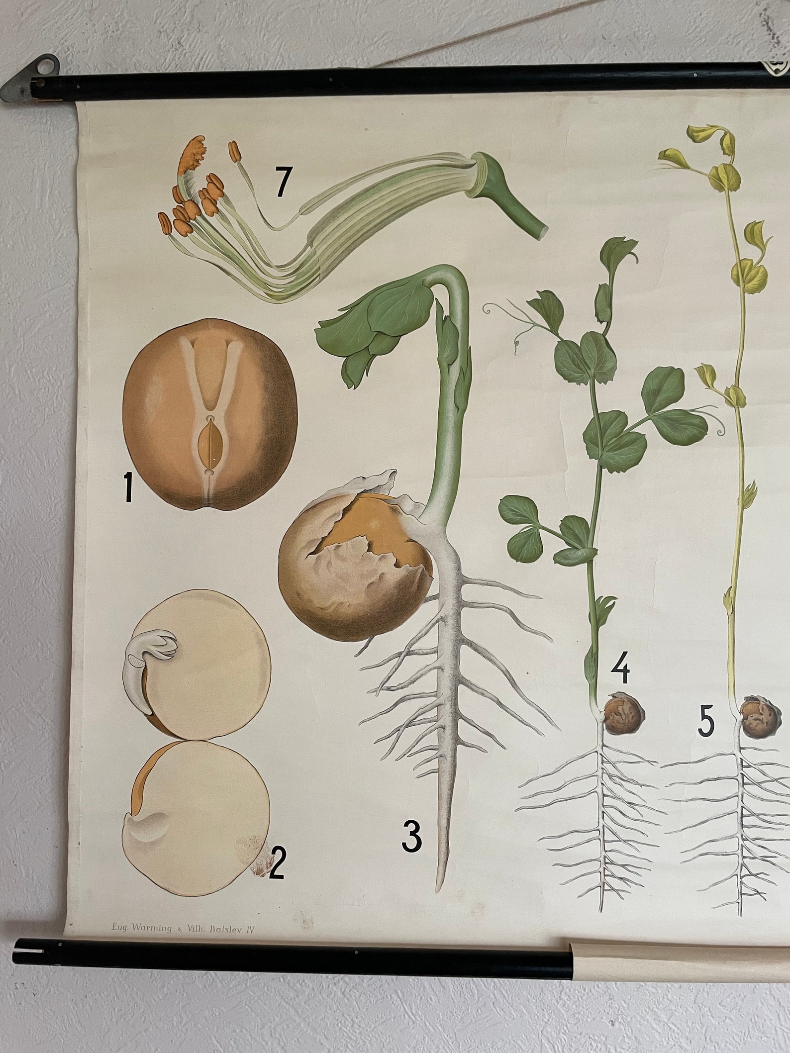 Vintage PEA School Chart Danish Educational Wall Chart - Etsy