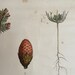 Vintage NORWAY SPRUCE School Chart Botanical Educational Wall Chart ...
