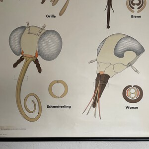 Vintage INSECT MOUTHPARTS School Chart Roll Down Educational Wall Chart ...