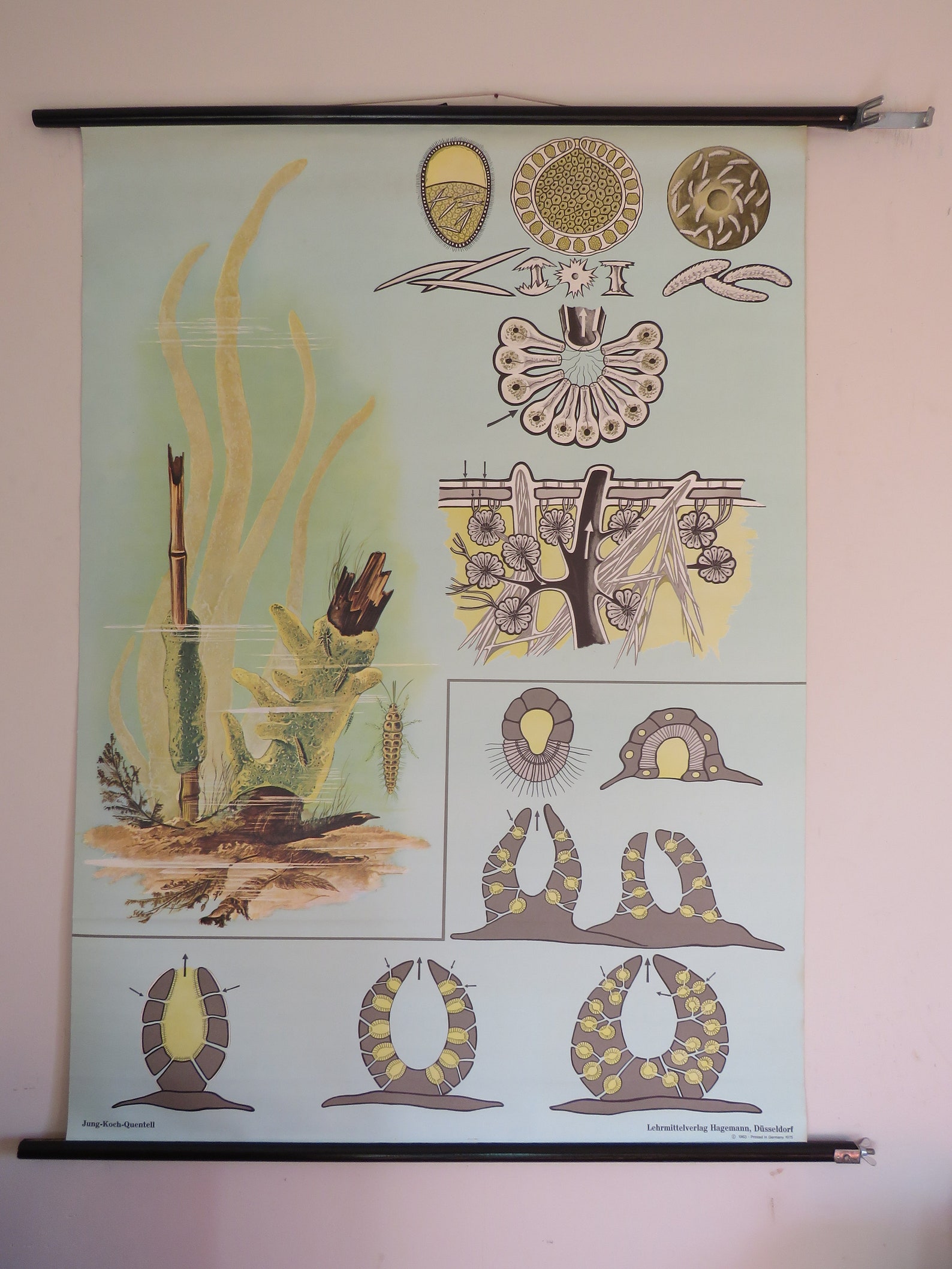 Vintage SPONGE School Chart BOTANICAL Jung Koch Quentell Educational ...