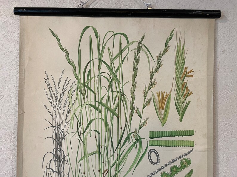 Vintage Botanical Wall Chart of ANNUAL RYE GRASS 1947 Card Wild Flowers ...
