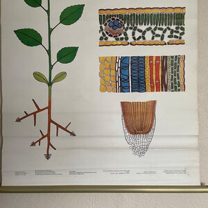 Vintage School Chart of THE SPROUT Educational Wall Chart BOTANICAL ...