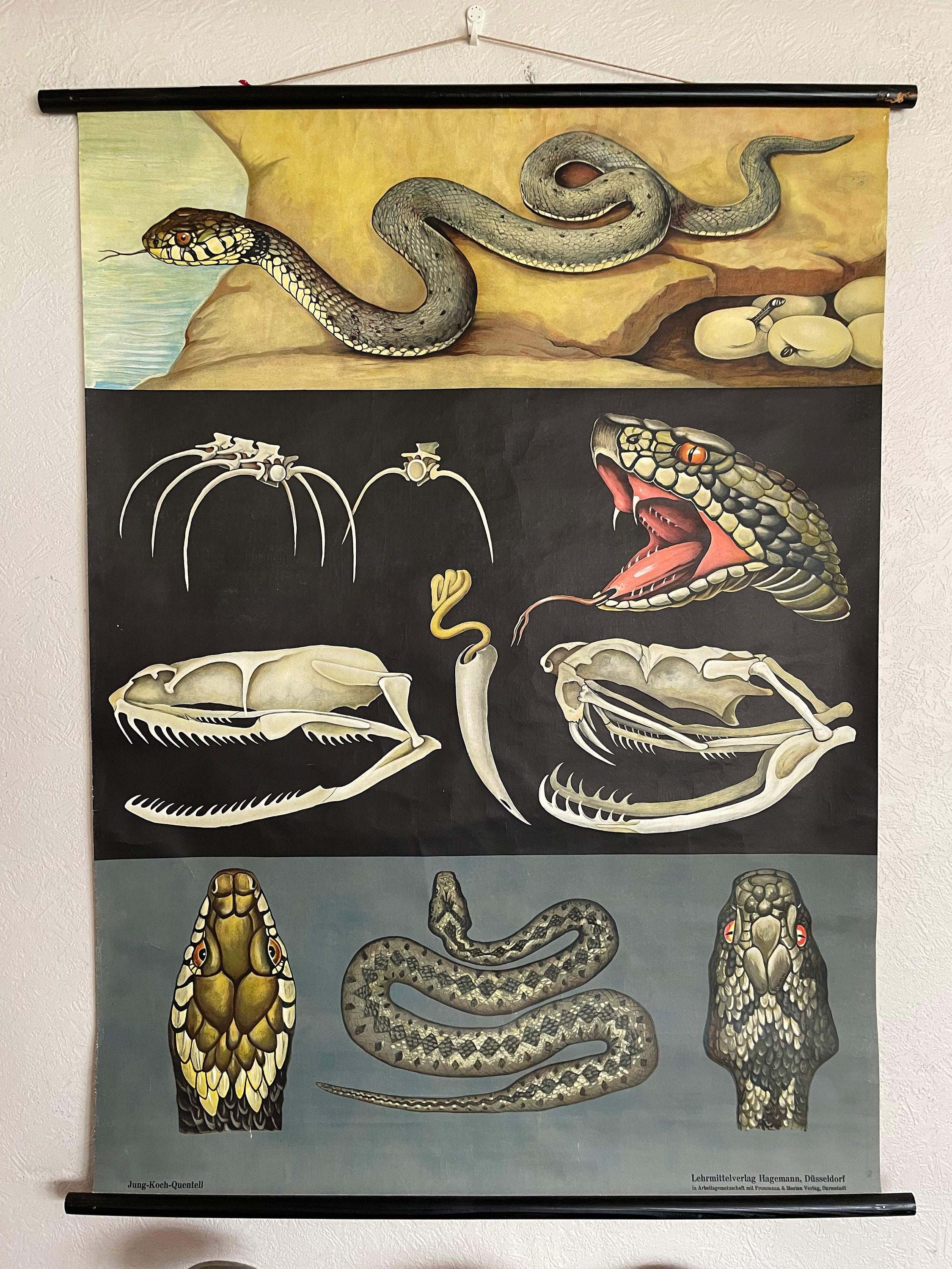 Vintage GRASS SNAKE & VIPER School Chart Jung Koch Quentell - Etsy