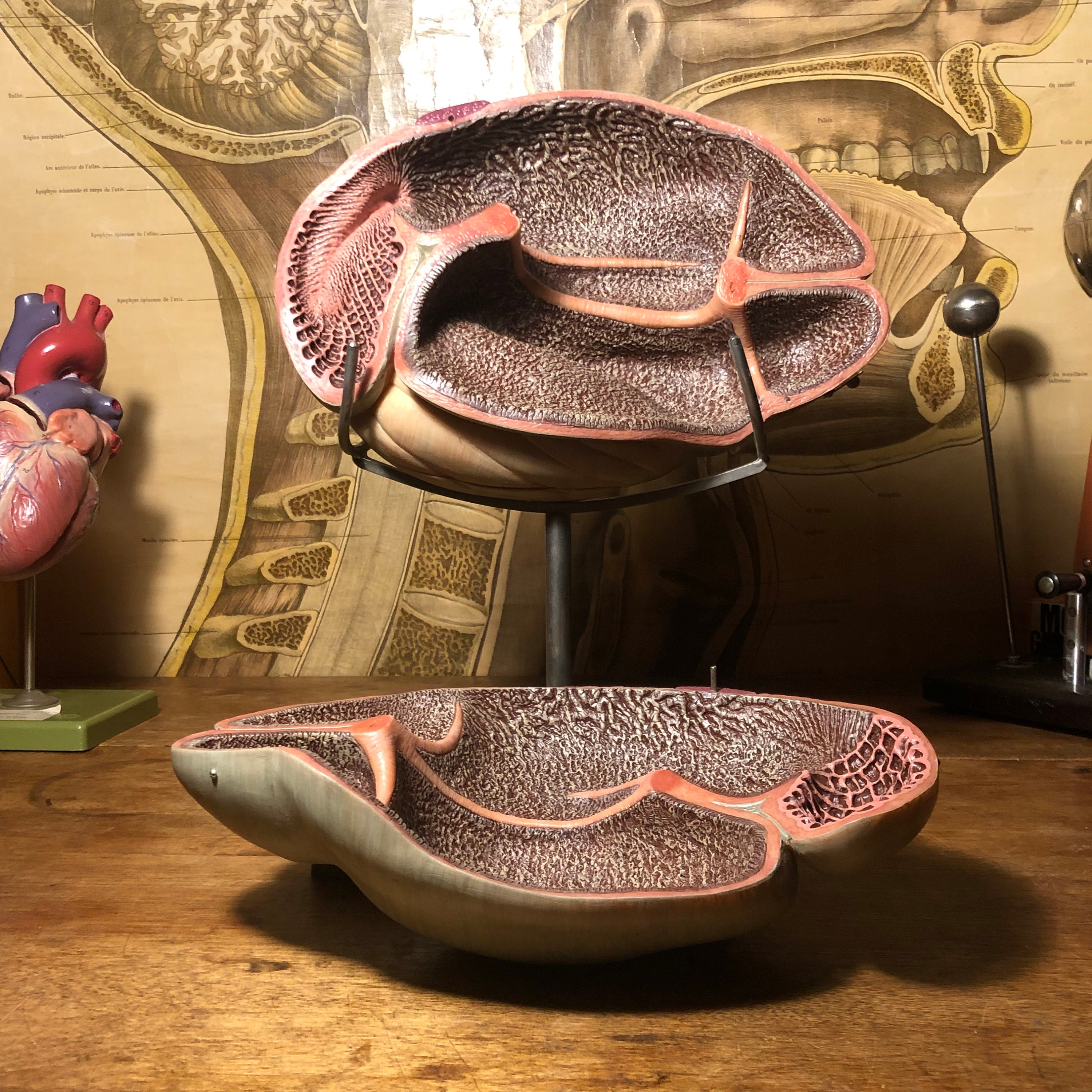 Vintage Somso RUMINANT STOMACH of the COW Educational Model - Etsy