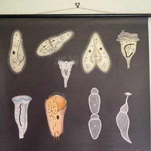 Vintage PROTOZOA School Chart by Jung Koch Quentell Poster Wall Hanging ...