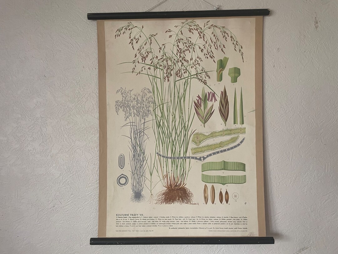 Vintage Botanical Wall Chart of WOOD MEADOW GRASS 1947 Card Wild ...