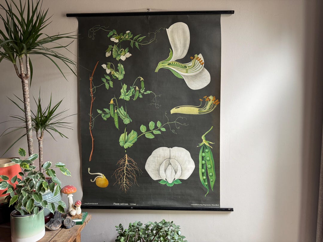 Vintage PEA PLANT School Chart Jung Koch Quentell Botanical Poster ...