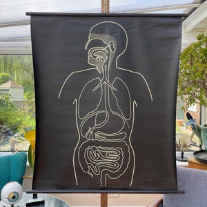 Vintage Roll Down School Chart of HUMAN INTERNAL ORGANS on Pvc Anatomy ...