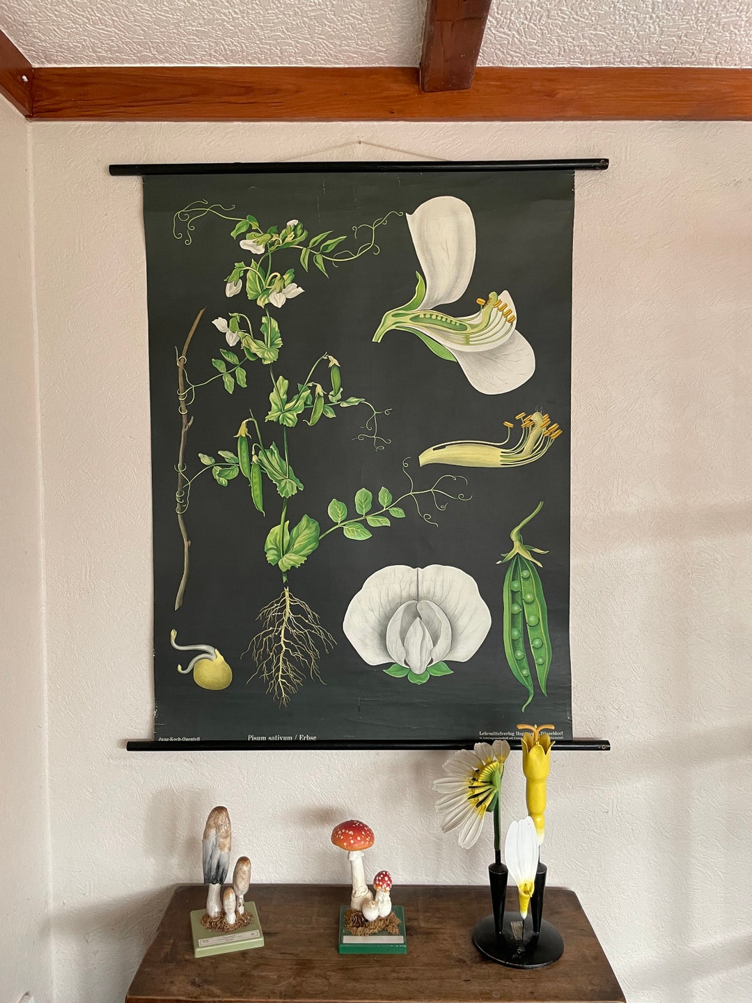 Vintage PEA PLANT School Chart Jung Koch Quentell Botanical - Etsy