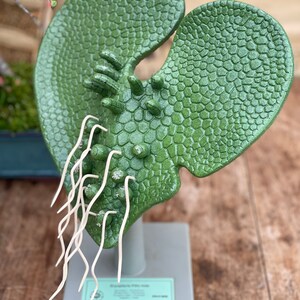 Vintage Phywe SHIELD FERN PROTHALLUS Educational Model Botanical Model ...