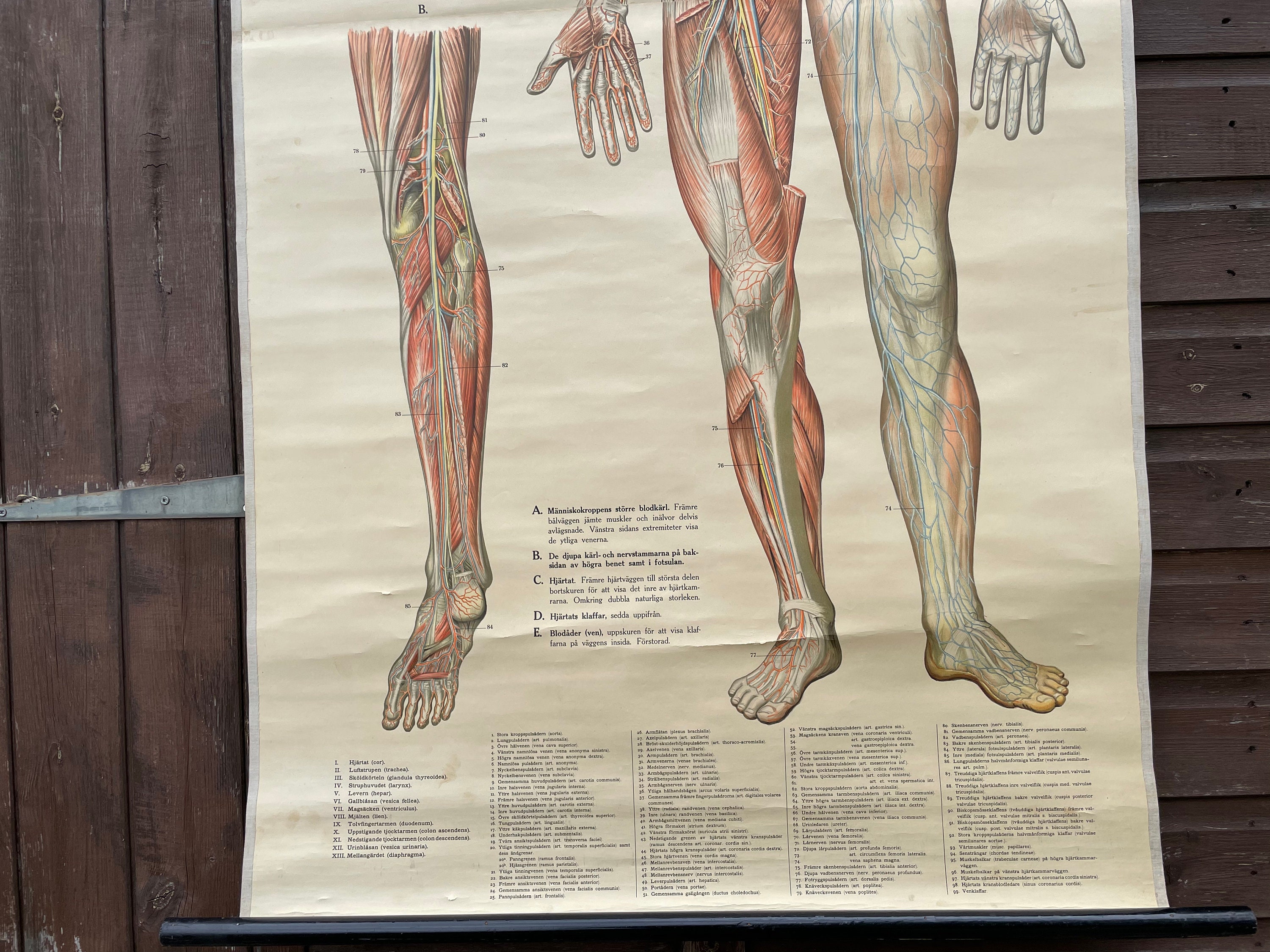 Vintage Full Body CIRCULATION Educational MEDICAL School Chart Anatomy ...