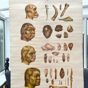 Vintage School Chart EVOLUTION OF MAN Poster Educational Chart | Etsy