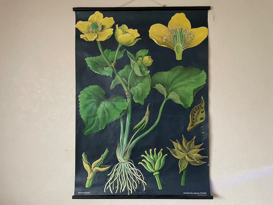 Vintage MARSH MARIGOLD School Chart by Jung Koch Quentell Poster ...