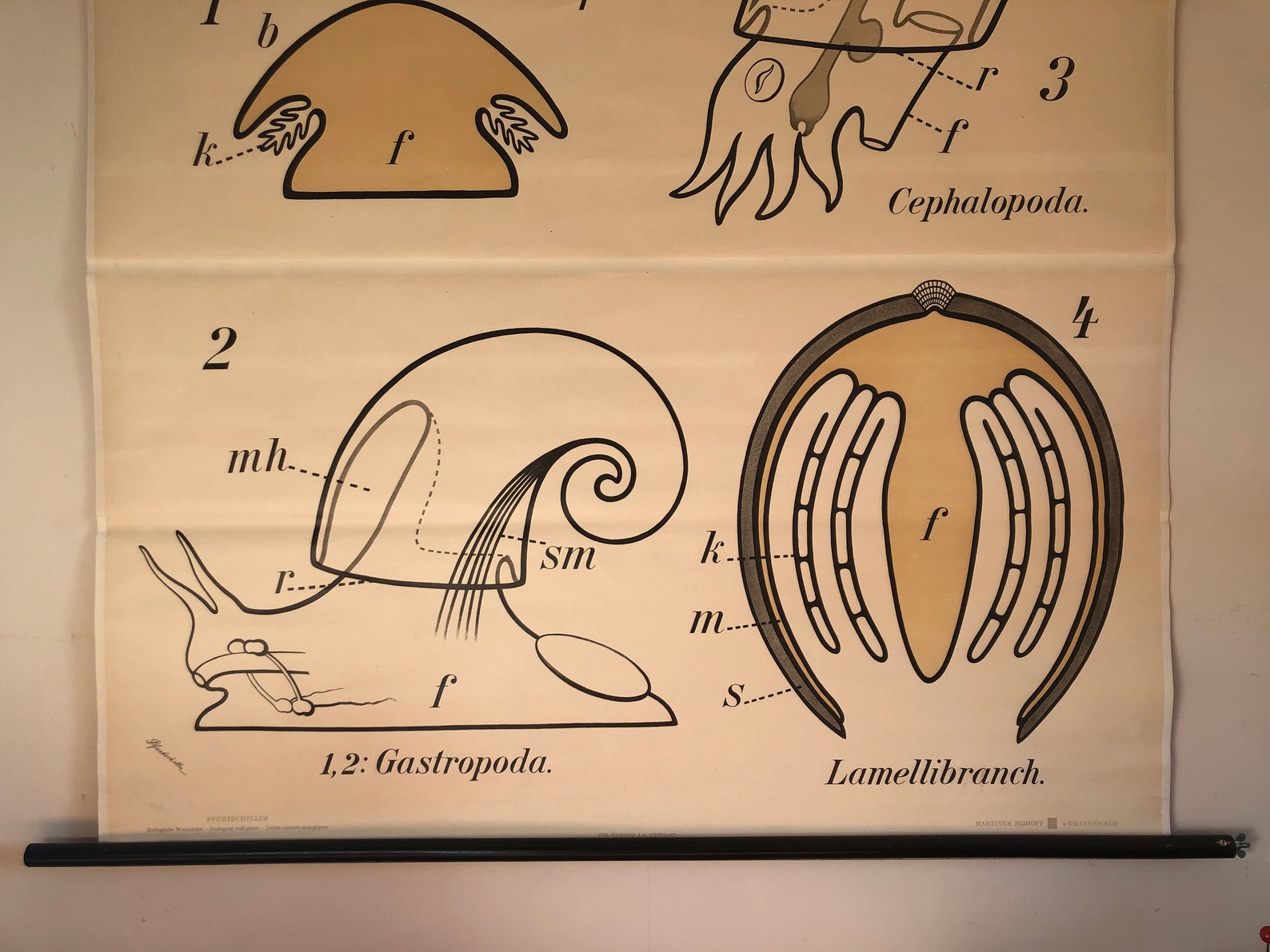 Rare Vintage MOLLUSCS School Wall Chart Lithograph PAUL PFURTSCHELLER ...