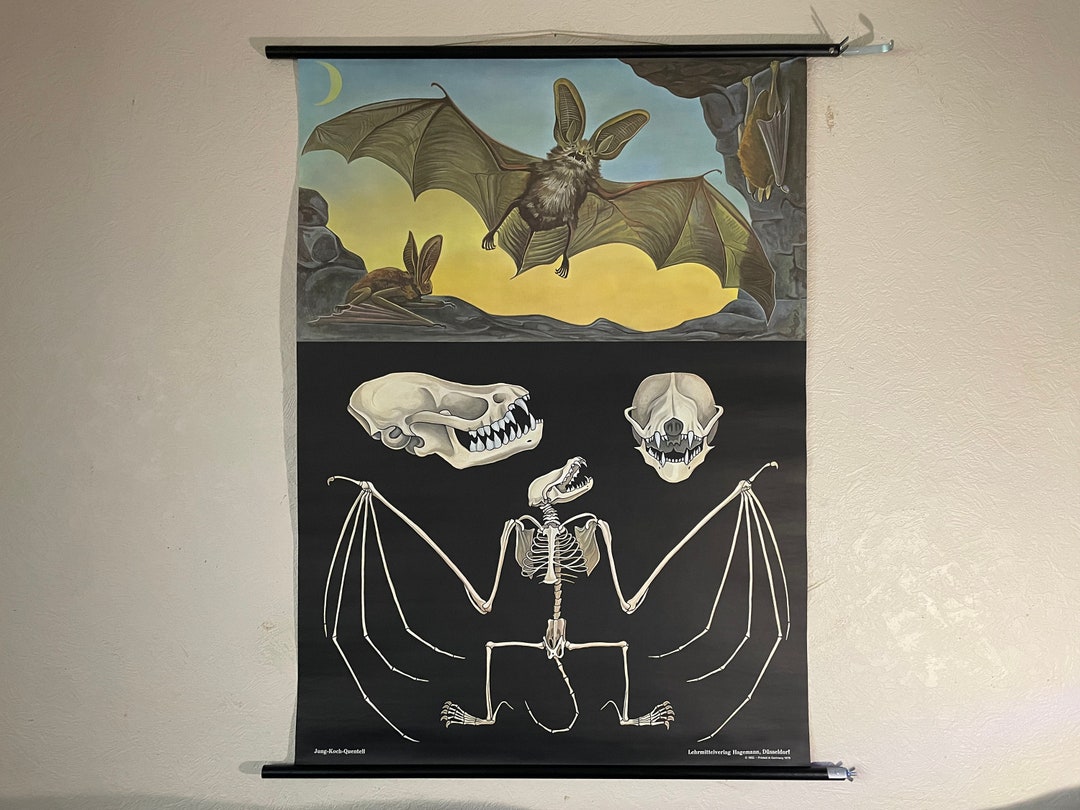 Vintage LONG EARED BAT School Chart by Jung Koch Quentell Linen Backed ...