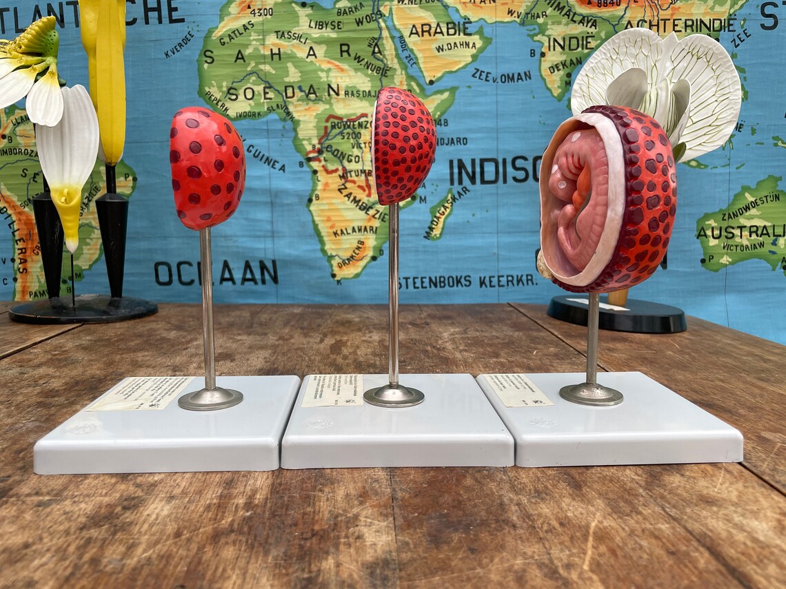 3 Vintage SOMSO Models of EMBRYO DEVELOPMENT in Pregnancy - Etsy UK