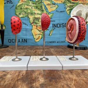 3 Vintage SOMSO Models of EMBRYO DEVELOPMENT in Pregnancy Educational ...