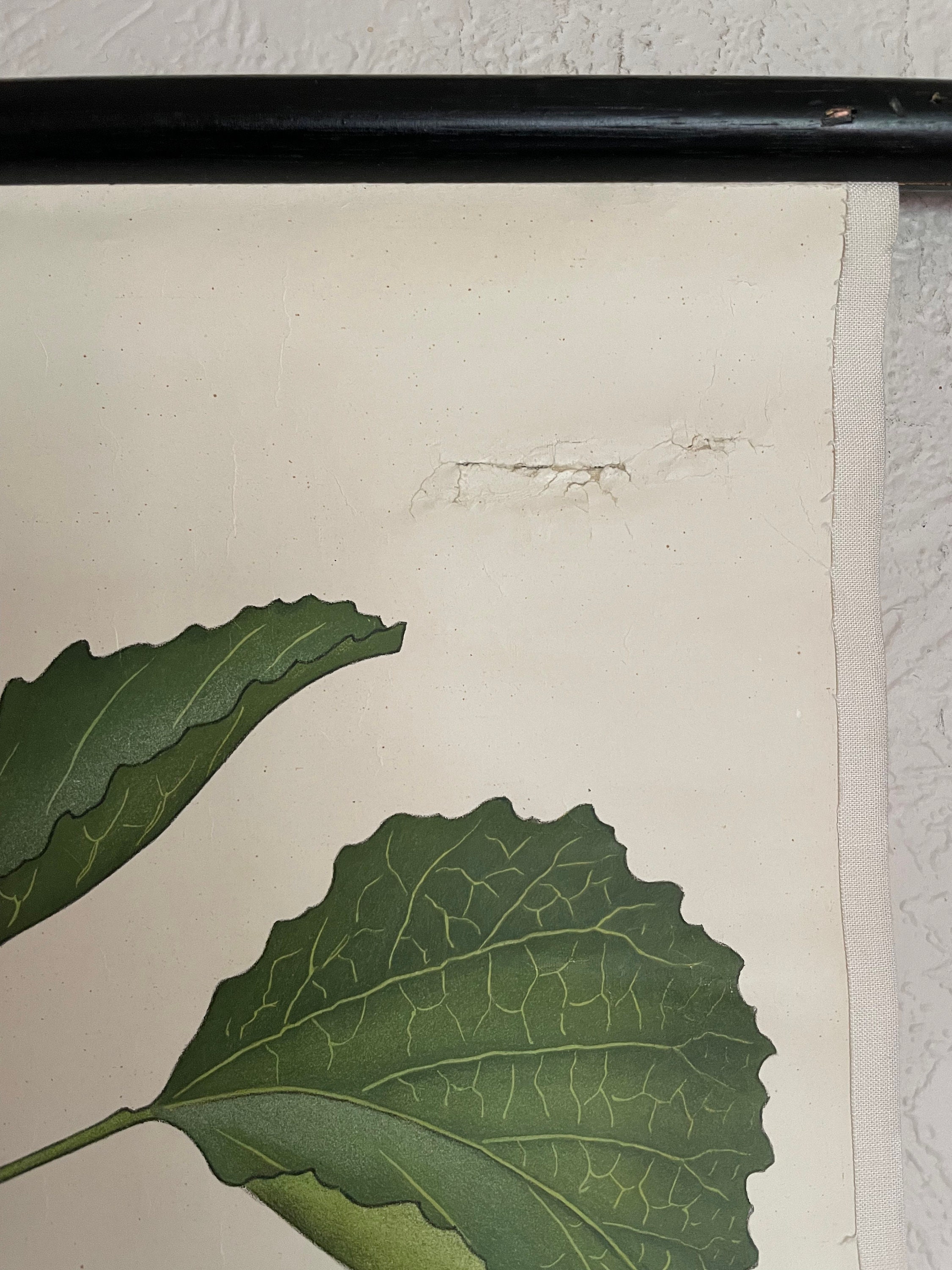 Vintage BLACK ALDER & ASPEN School Chart Danish Educational Wall Chart ...