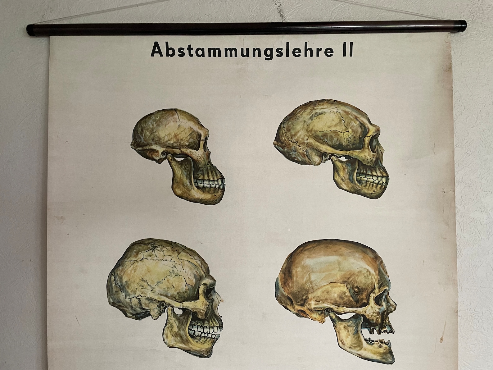 Vintage School Chart EVOLUTION of HUMAN SKULLS Poster Educational Chart ...