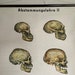 Vintage School Chart EVOLUTION of HUMAN SKULLS Poster Educational Chart ...