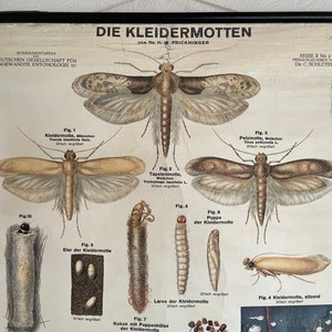 Antique Vintage School Chart of COMMON CLOTHES MOTH Lithograph 1890 ...