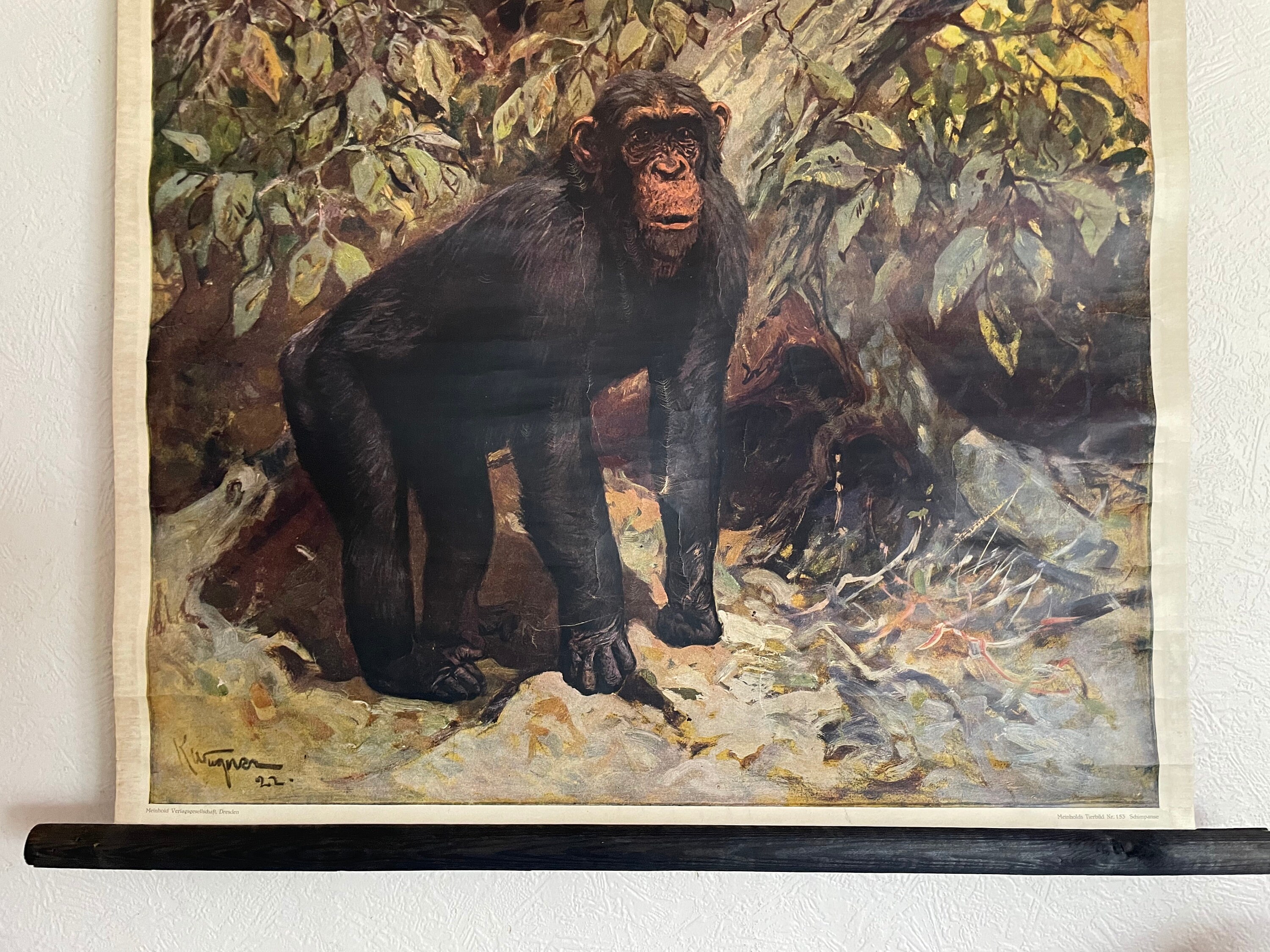 Vintage CHIMPANZEE School Chart Roll Down Poster Educational Wall Chart ...