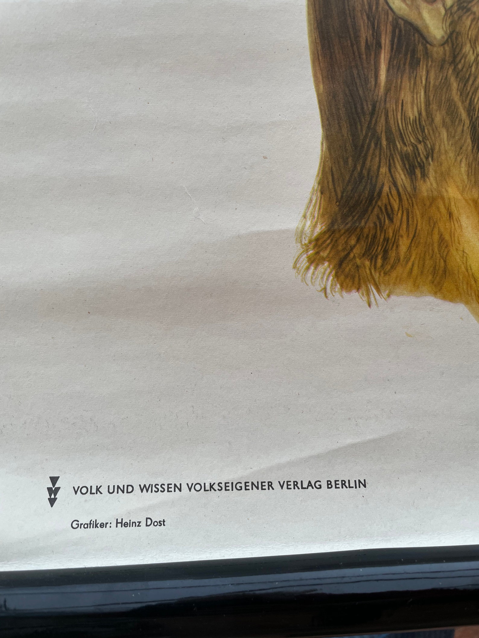 Vintage School Chart EVOLUTION OF MAN Poster Educational Chart | Etsy