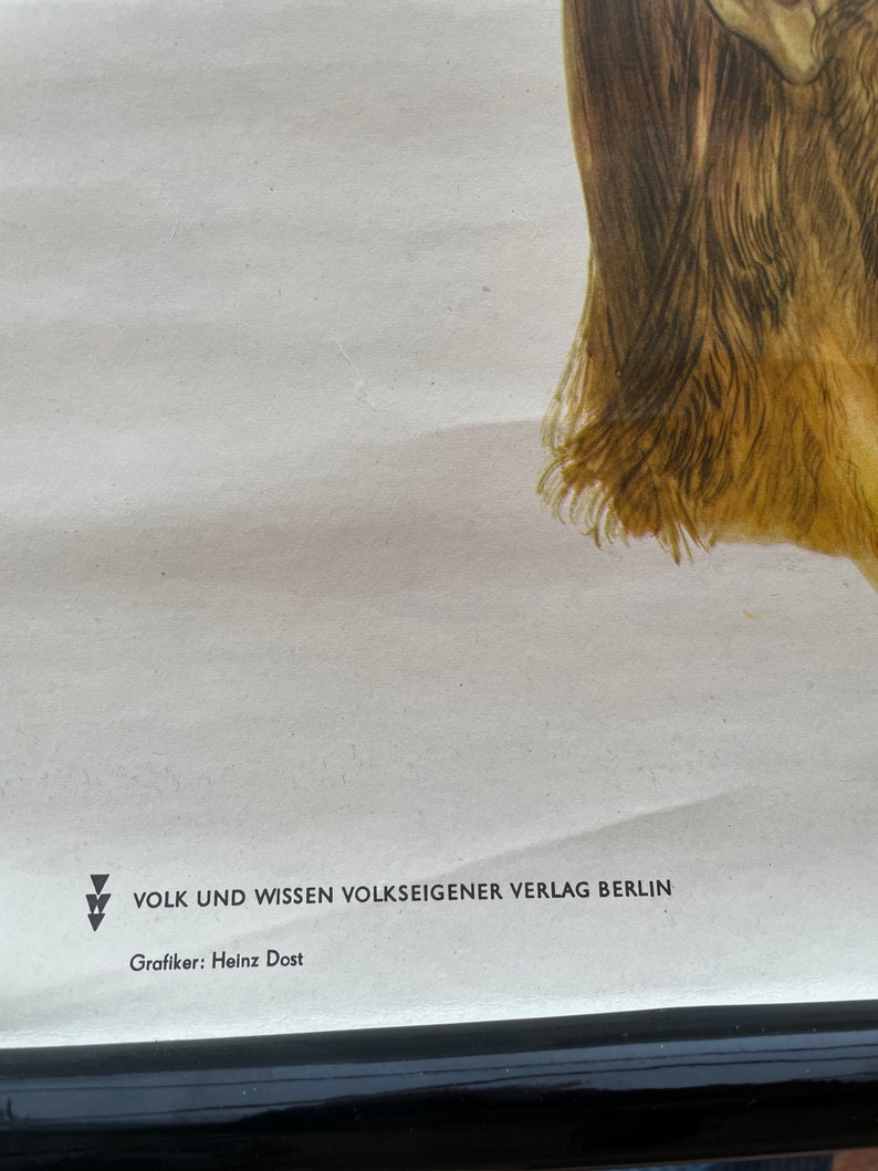 Vintage School Chart EVOLUTION OF MAN Poster Educational Chart - Etsy