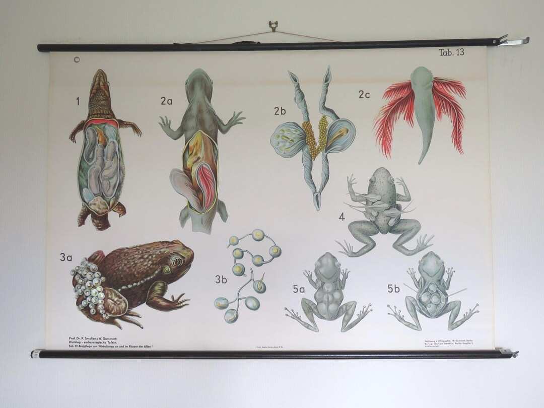 Vintage Embryology School Chart: Amphibian Brood Care, Midwife Toad - Etsy