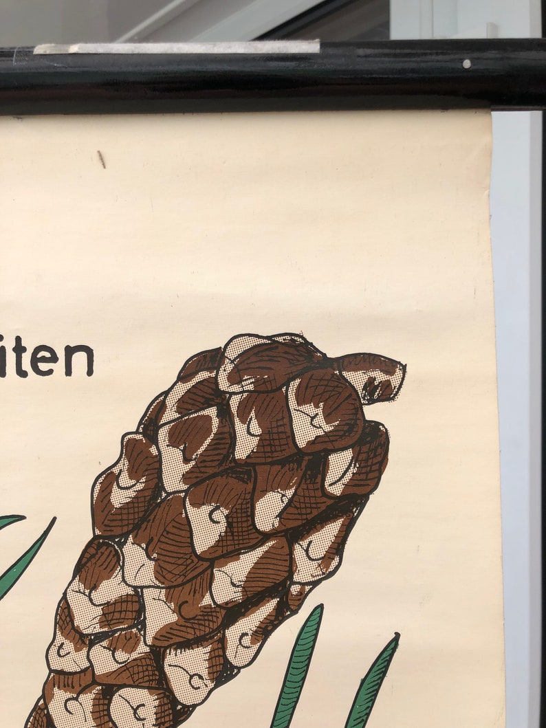 Vintage PINE TREE Roll Down School Chart BOTANICAL Educational | Etsy