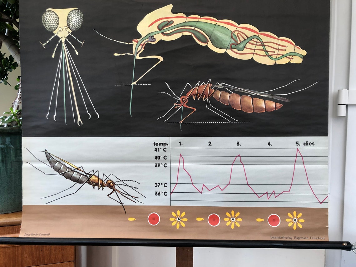 Vintage MOSQUITO School Chart Jung Koch Quentell Educational Poster ...