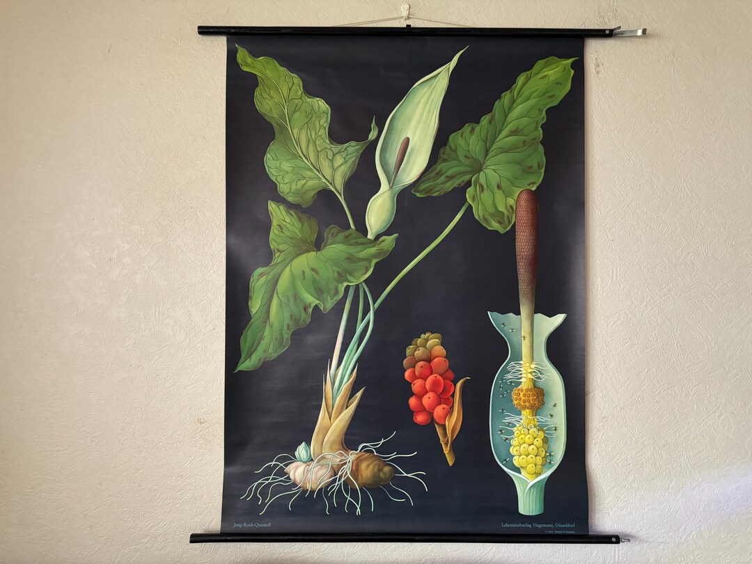 Rare Vintage ARUM LILY School Chart by Jung Koch Quentell Roll Down ...