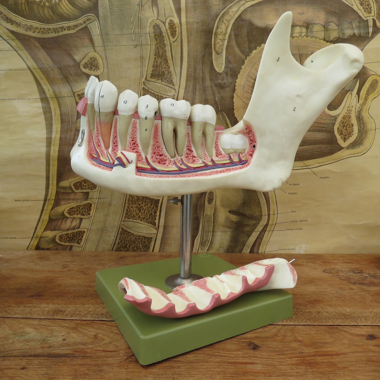 Vintage SOMSO LOWER JAW Educational Model Anatomy Model - Etsy